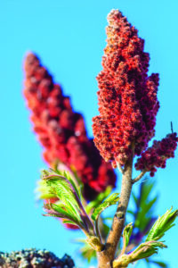 The Sour Power of Sumac - Grit